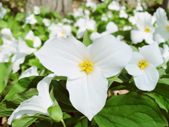 11 Surprising Facts about Trillium - AllOntario