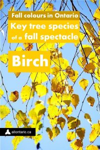 Fall Colours in Ontario - AllOntario