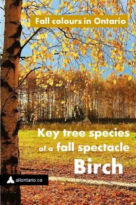 Fall Colours in Ontario - AllOntario