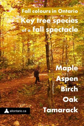 Fall Colours in Ontario - AllOntario
