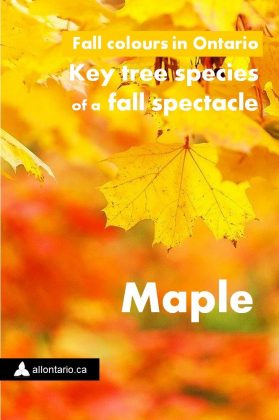 Fall Colours in Ontario - AllOntario