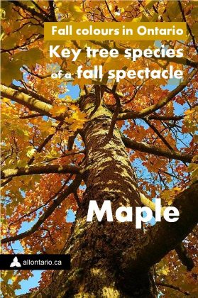 Fall Colours in Ontario - AllOntario
