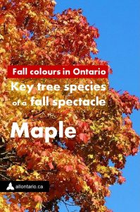 Fall Colours in Ontario - AllOntario