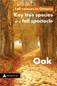 Fall Colours in Ontario - AllOntario