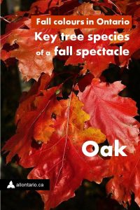 Fall Colours in Ontario - AllOntario