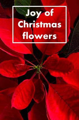 6 Types of Christmas Flowers - AllOntario