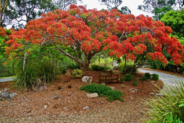 10 World’s Most Stunning Flowering Tree Displays - AllOntario