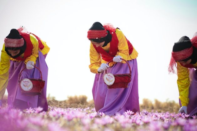 10 Surprising facts about saffron - AllOntario