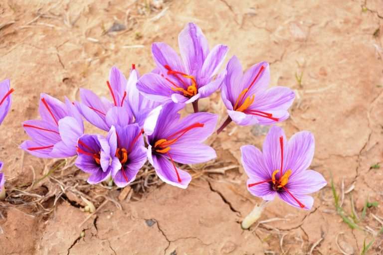 10 Surprising facts about saffron - AllOntario