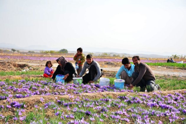10 Surprising facts about saffron - AllOntario