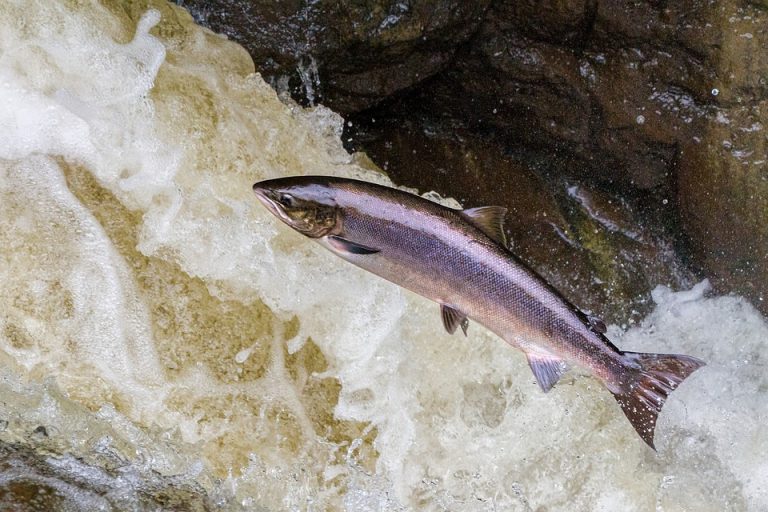 Enigmatic Salmon Run in Port Hope - AllOntario
