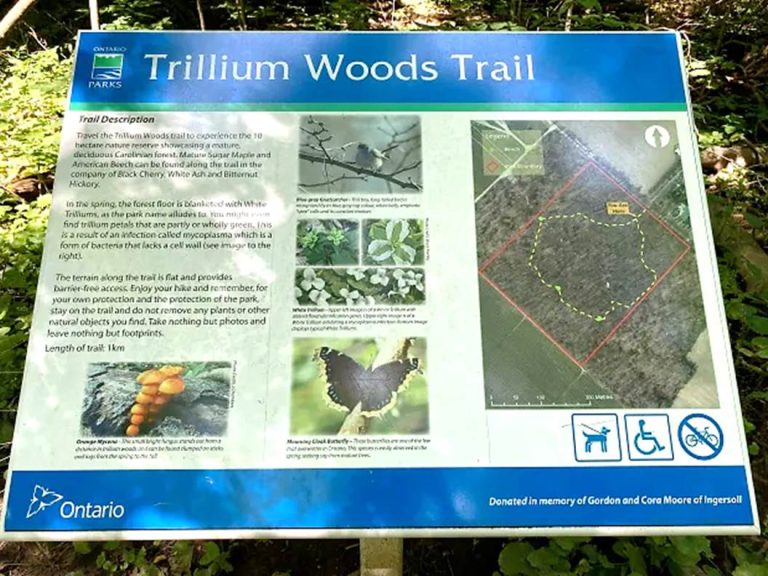 15 Magical places to see trillium blooms in Ontario - AllOntario