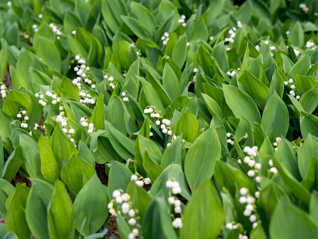Is it illegal to collect wild lily-of-the-valley in Ontario? - AllOntario